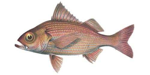 Bigeye Grunt - New Sea ApS