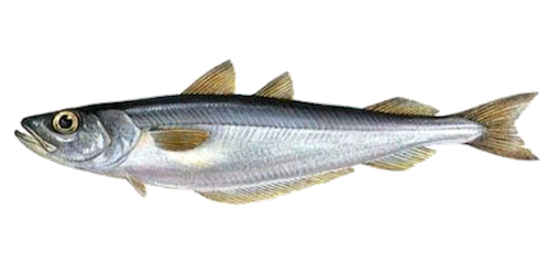 Southern Blue Whiting - New Sea ApS
