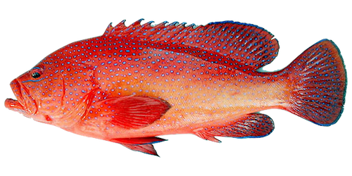 Bluespotted Seabass - New Sea ApS