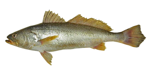 Gulf Corvina - New Sea ApS