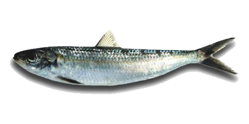 Sardinella Aurita - New Sea ApS
