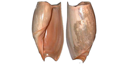 Top Shell Meat - New Sea ApS