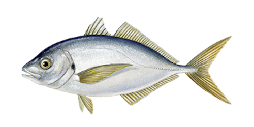 White Trevally - New Sea ApS