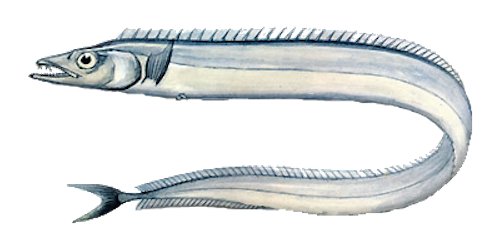 Ribbonfish (Hook) - New Sea ApS